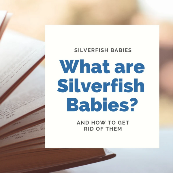 Baby Silverfish - PF Harris
