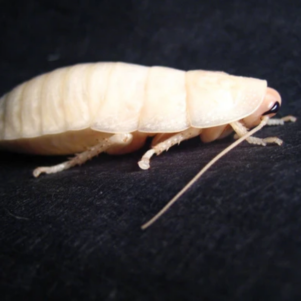 What Is A White Roach? - PF Harris